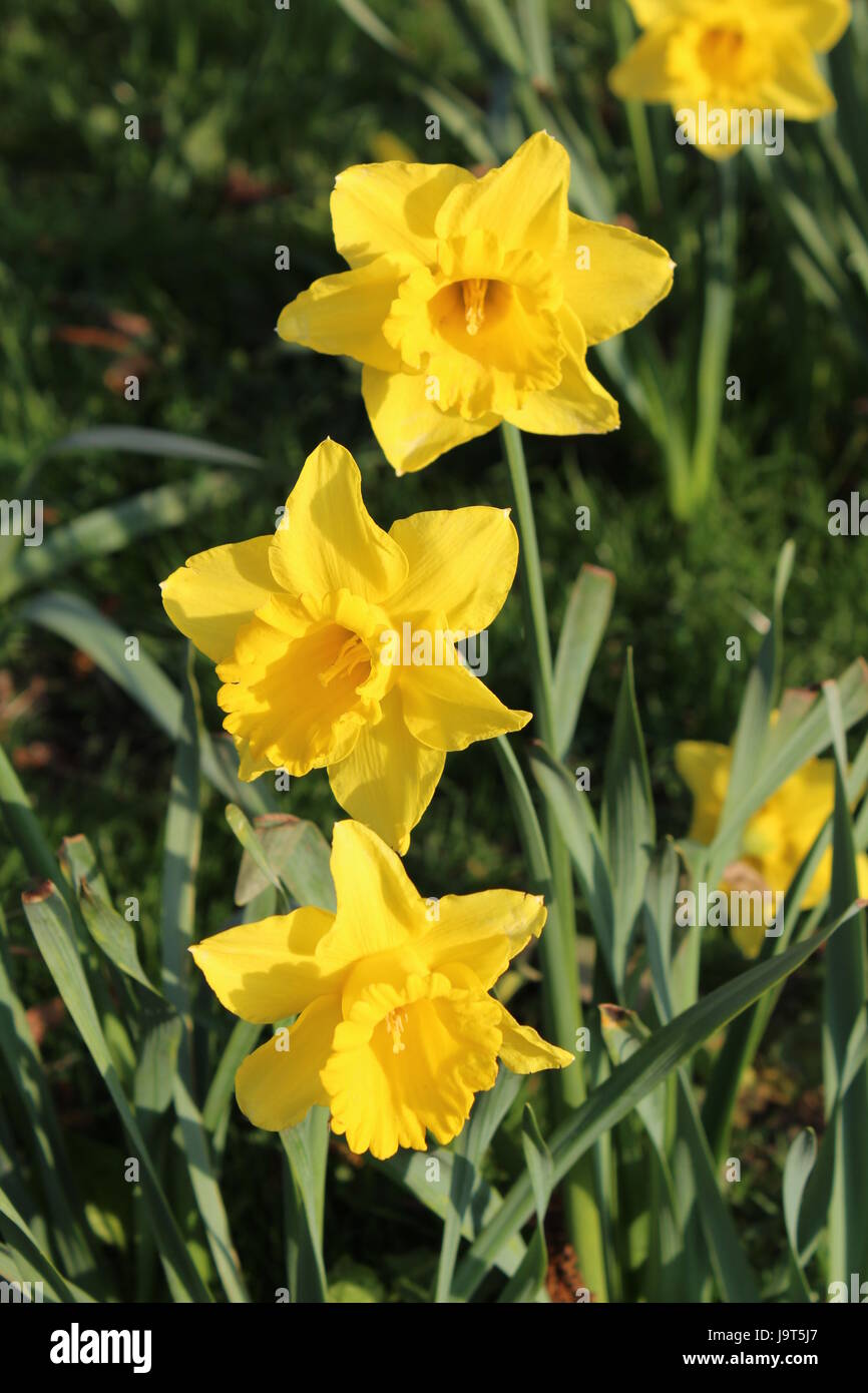Horticultural symmetry hi-res stock photography and images - Alamy