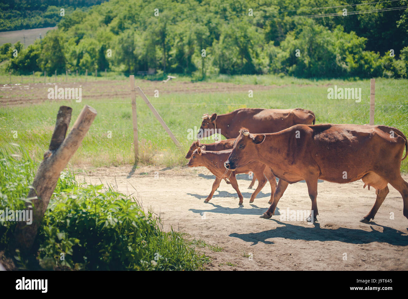 Red baby cow calf standing at stall at farm countryside Stock Photo - Alamy