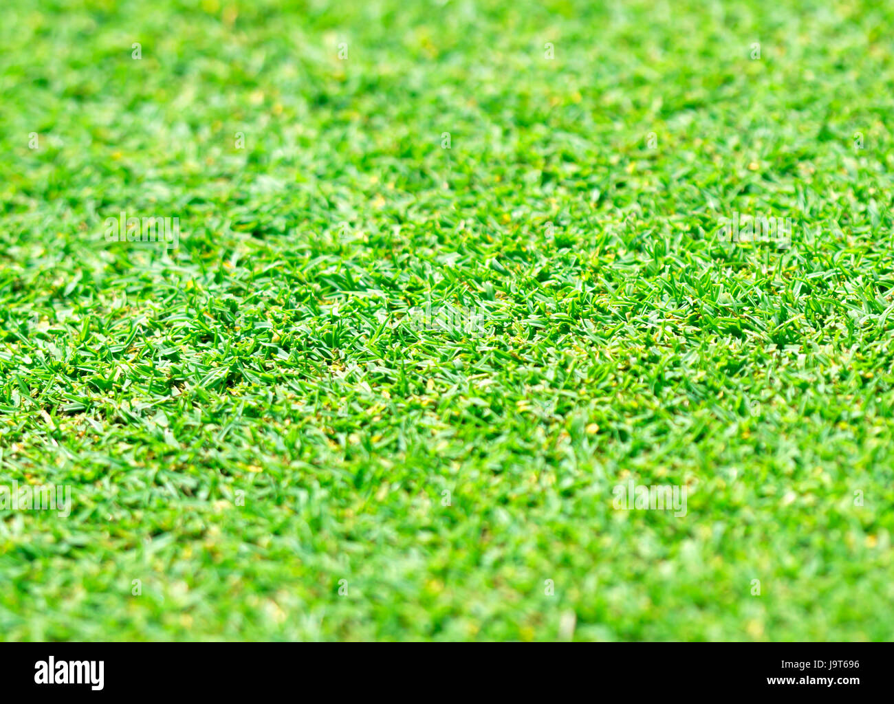 Grass background field goal shooting at close range Stock Photo - Alamy