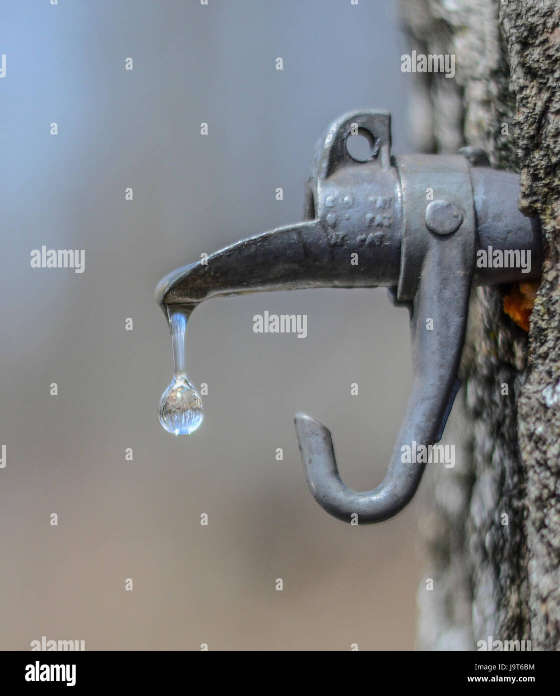 sugary maple water dropping from a spout tapped in a tree, magnifying ...