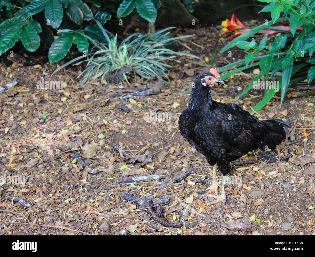 Free Range Chicken Stock Photo - Alamy