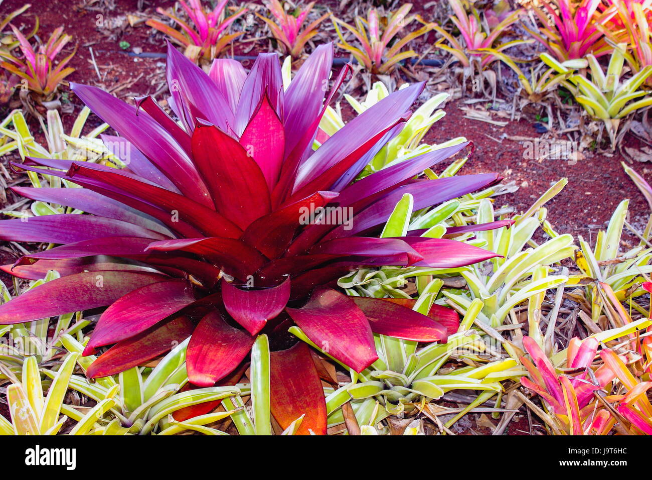 Neoregelia High Resolution Stock Photography and Images - Alamy
