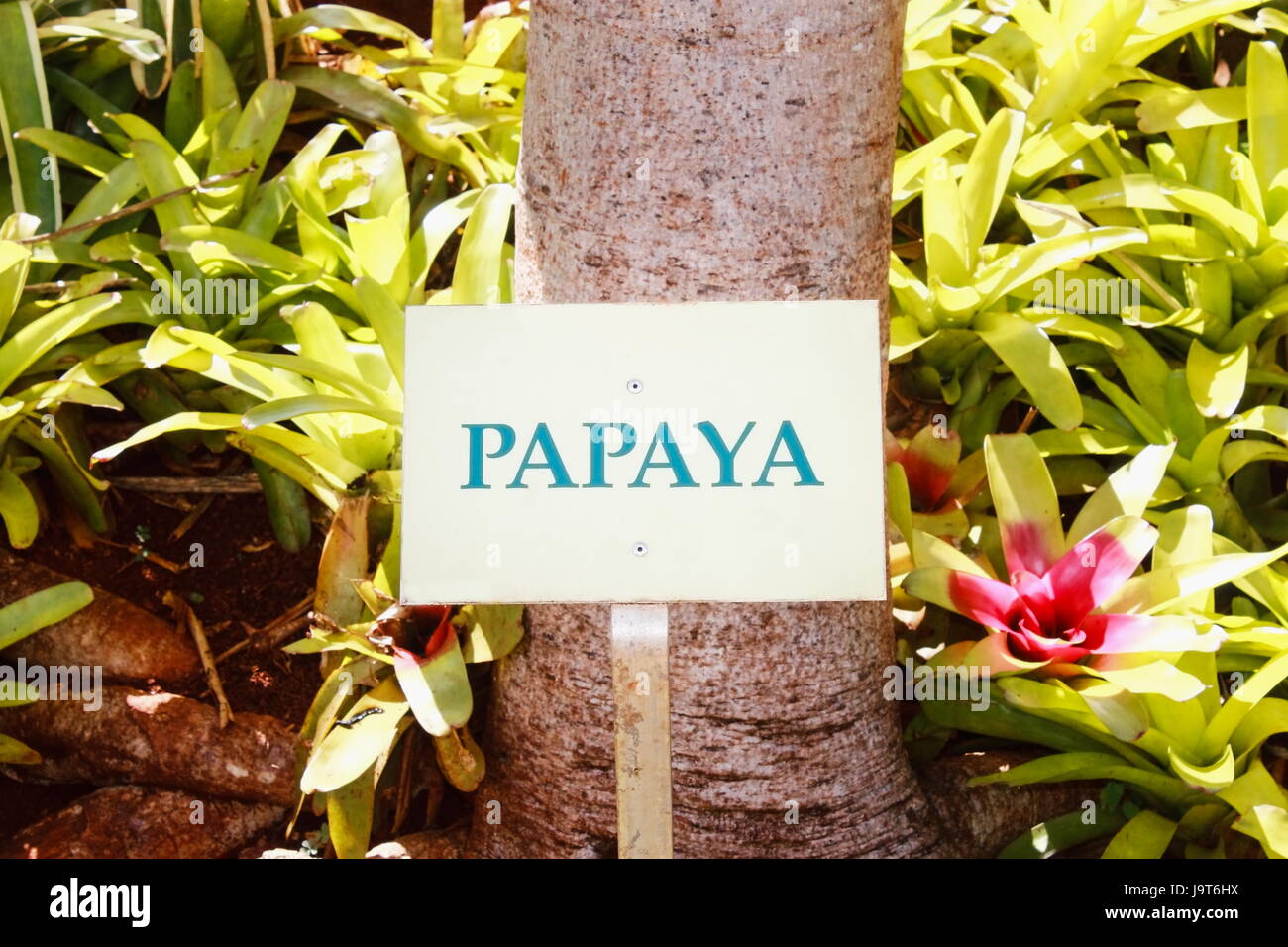 Papaya label hi-res stock photography and images - Alamy