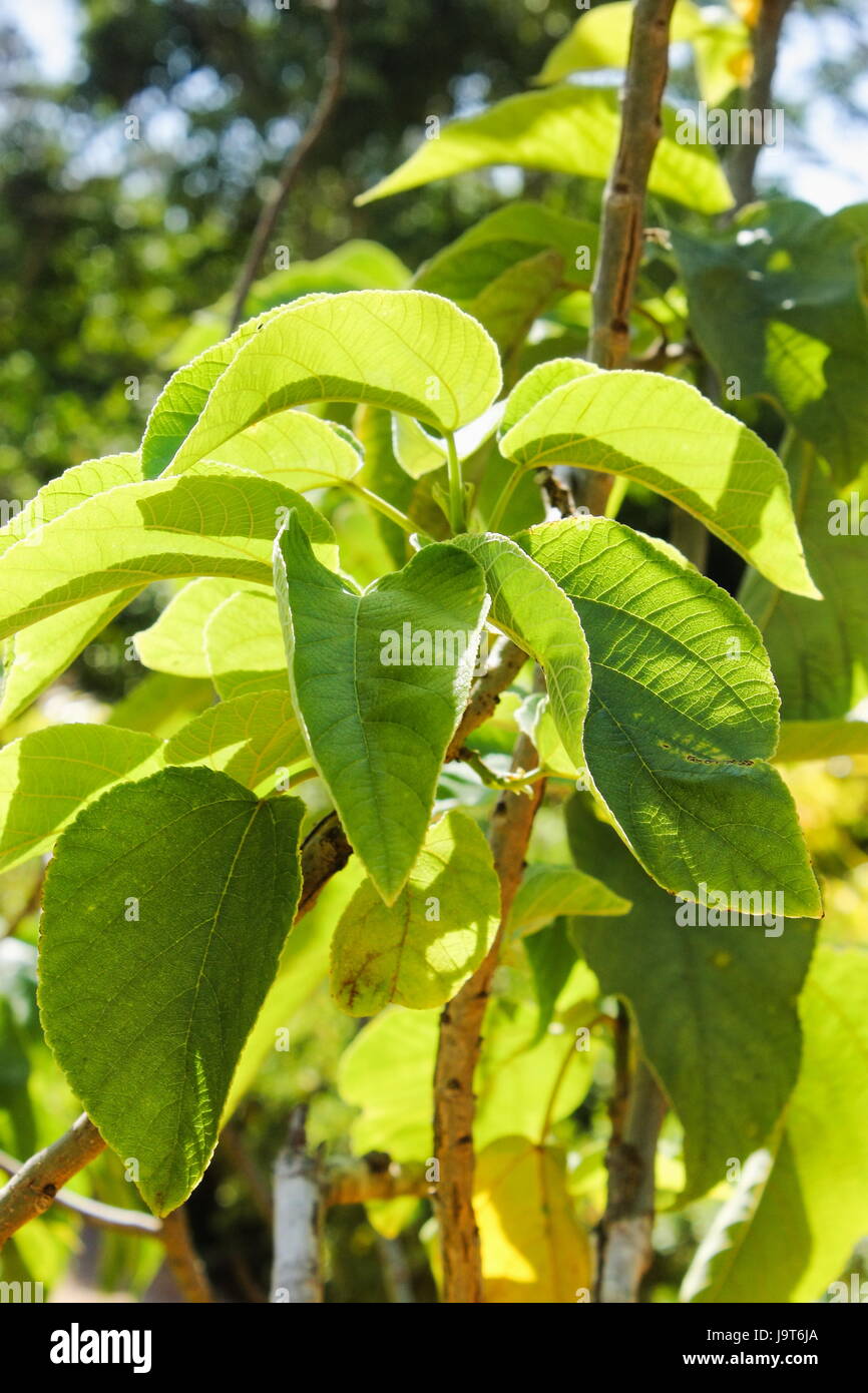 Paper mulberry hi-res stock photography and images - Alamy
