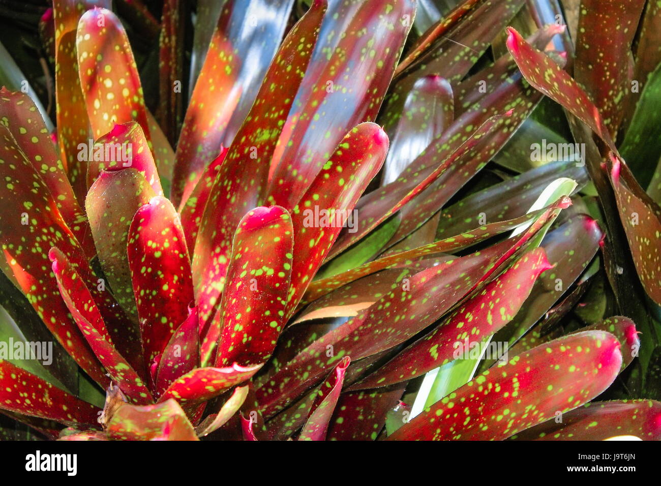 Maroon and Green Bromeliad Stock Photo - Alamy