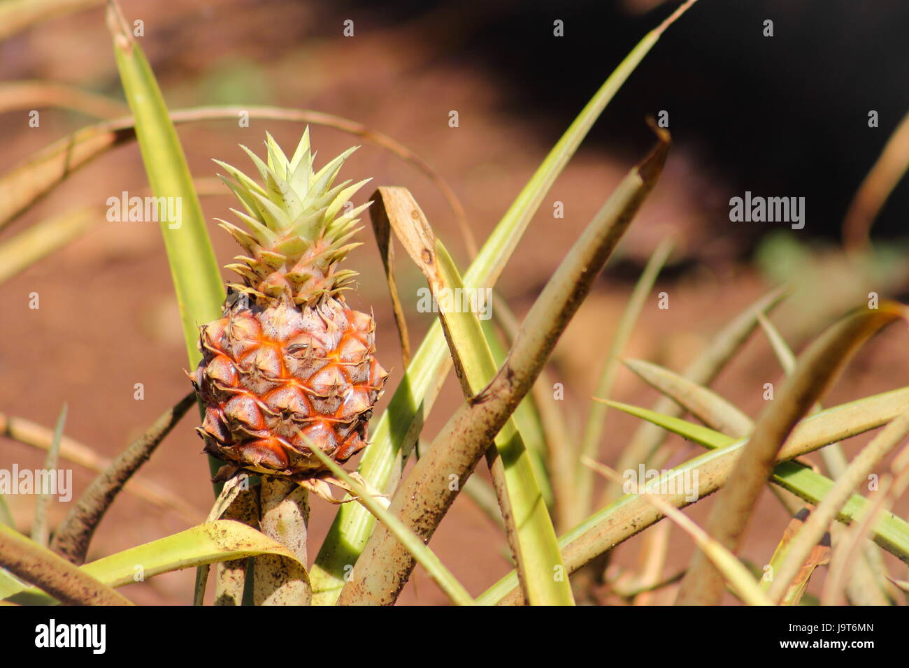 Young Pineapple (Ananas comosus) Growing in Hawaii Stock Photo - Alamy