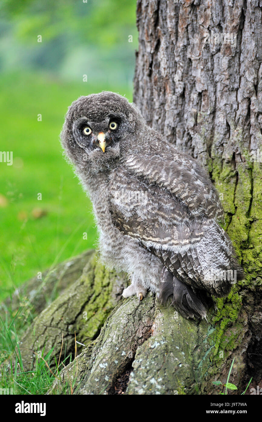 young great gray owl Stock Photo - Alamy