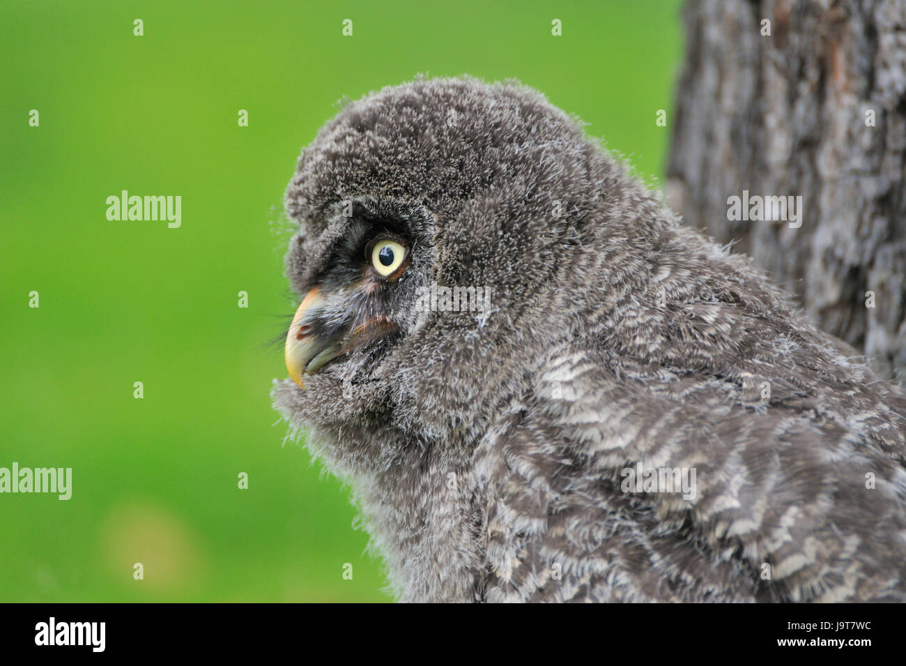 young great gray owl Stock Photo - Alamy