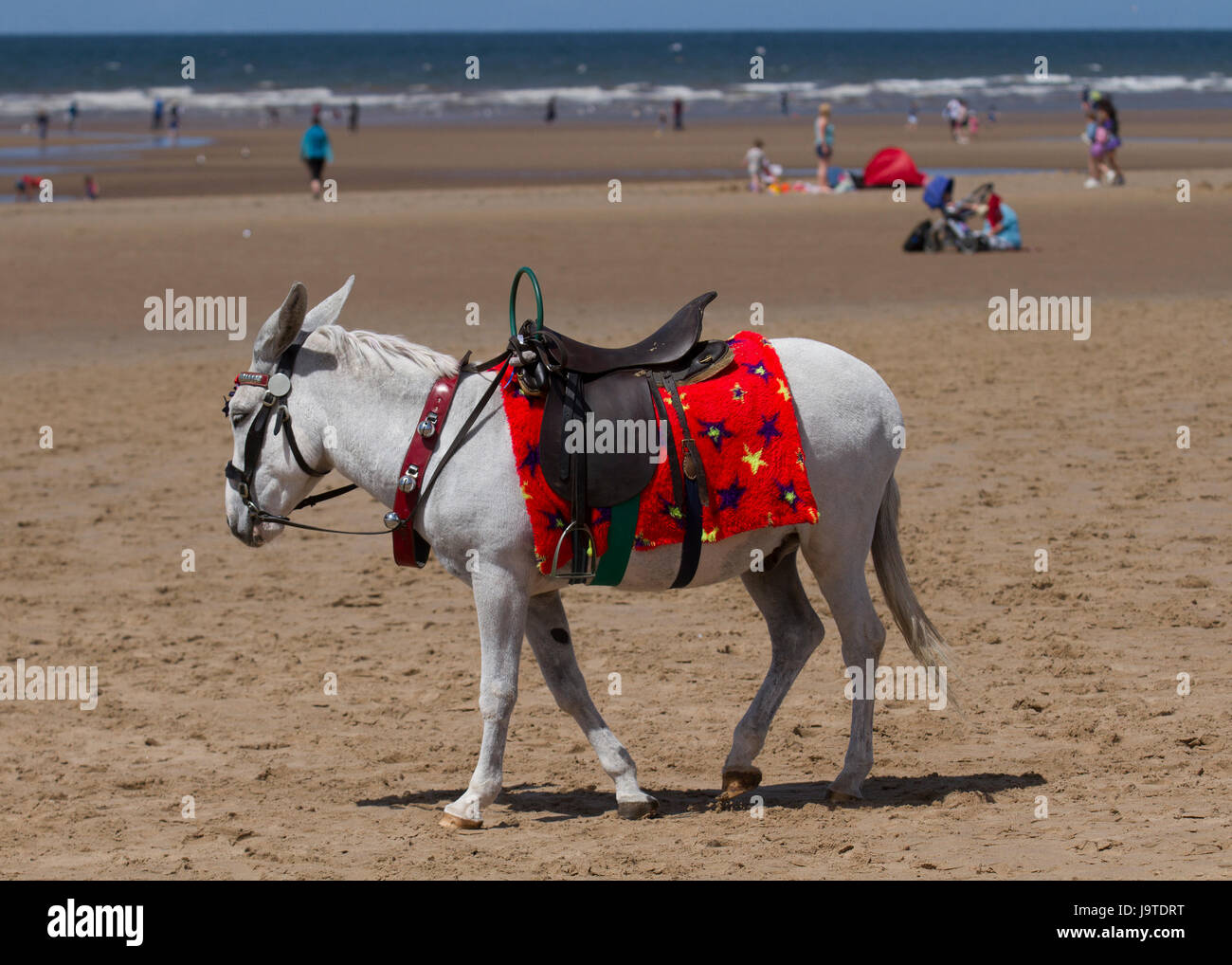 Donkeys donkey rides blackpool beach seaside sand resort coast coast hi ...