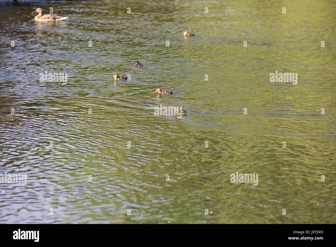 Bakewell, UK. 3rd June, 2017. Warm weather continues in Bakewell as ...