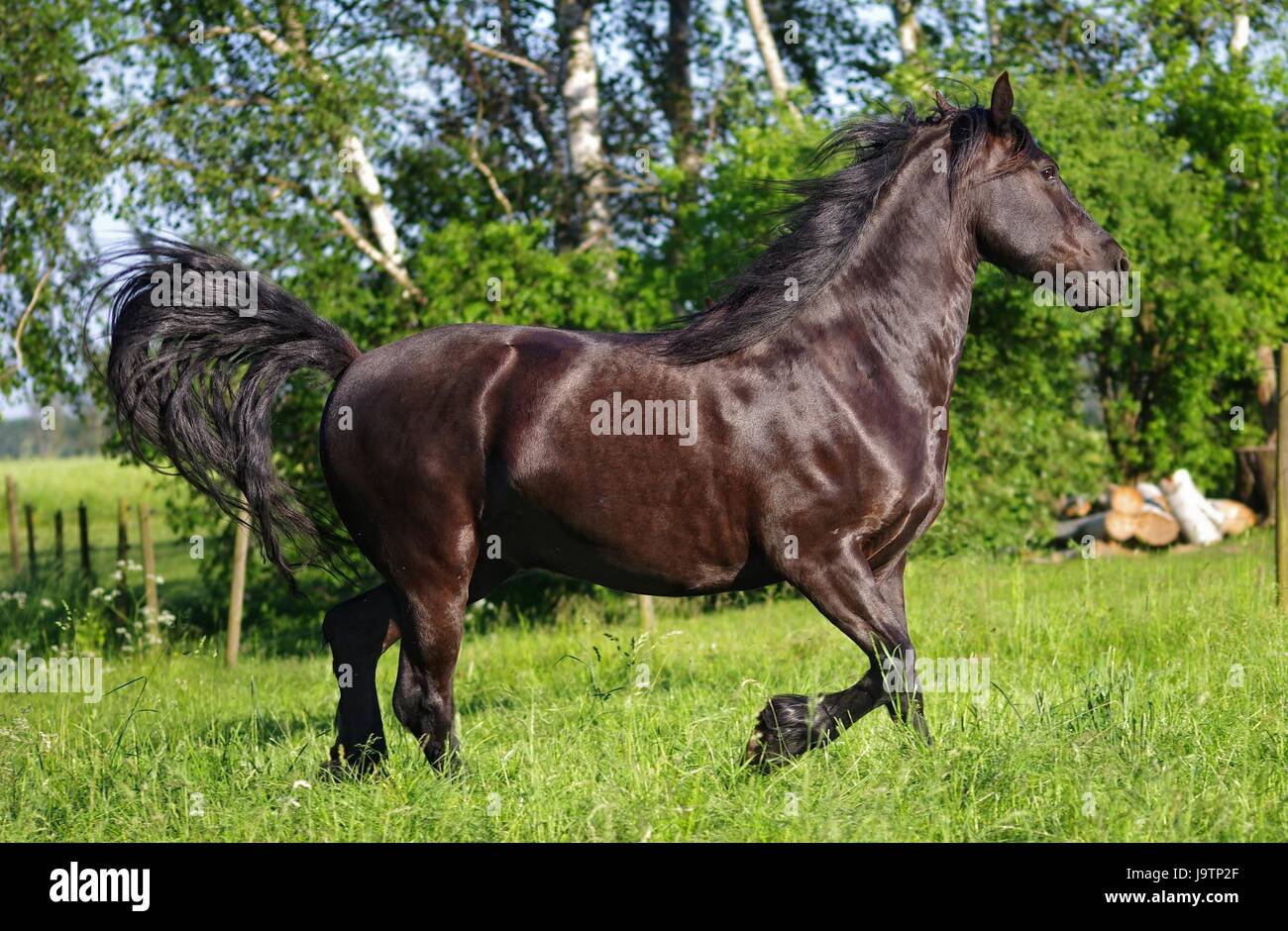 sport, sports, ride, horse, animal, stallion, riding, friezes ...