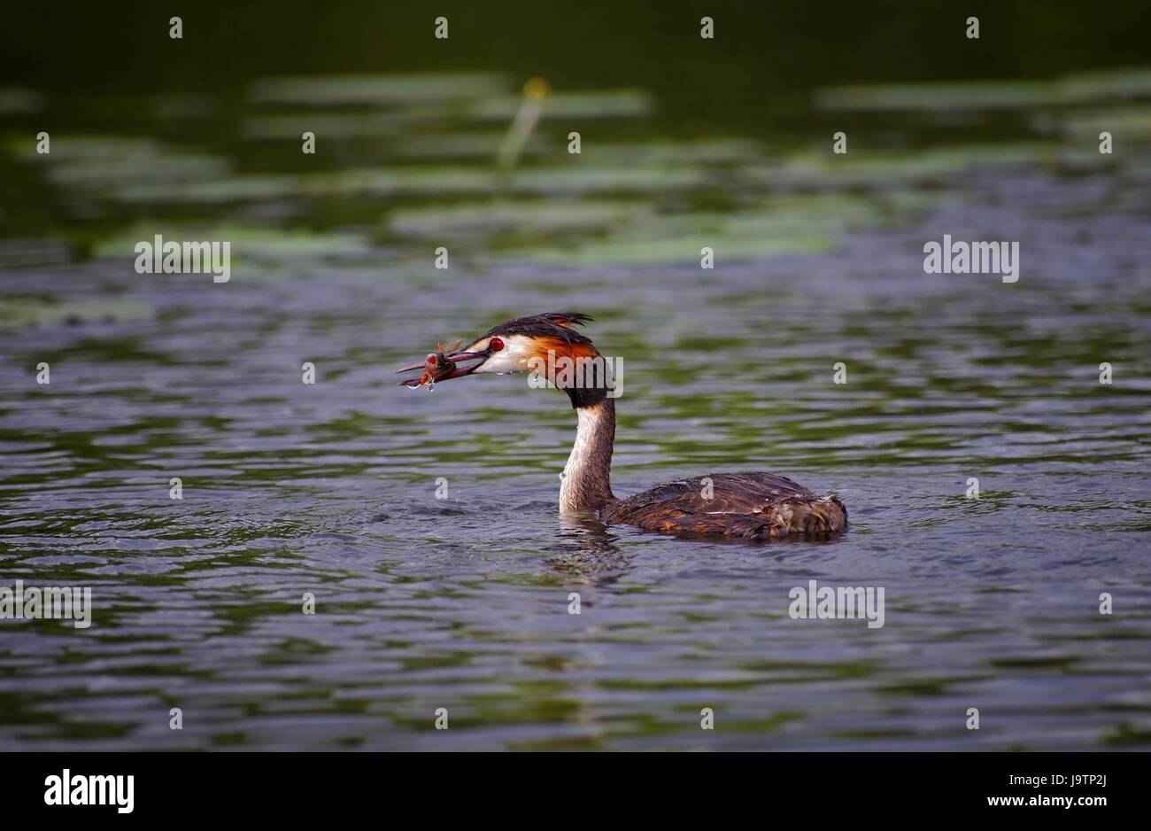 Birds of prey egg hi-res stock photography and images - Alamy