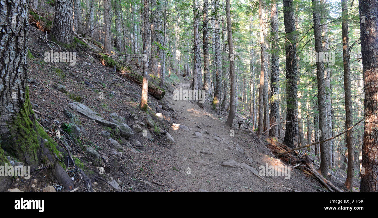 Hiking trail in a coniferous forest, near Portland Oregon Stock Photo ...