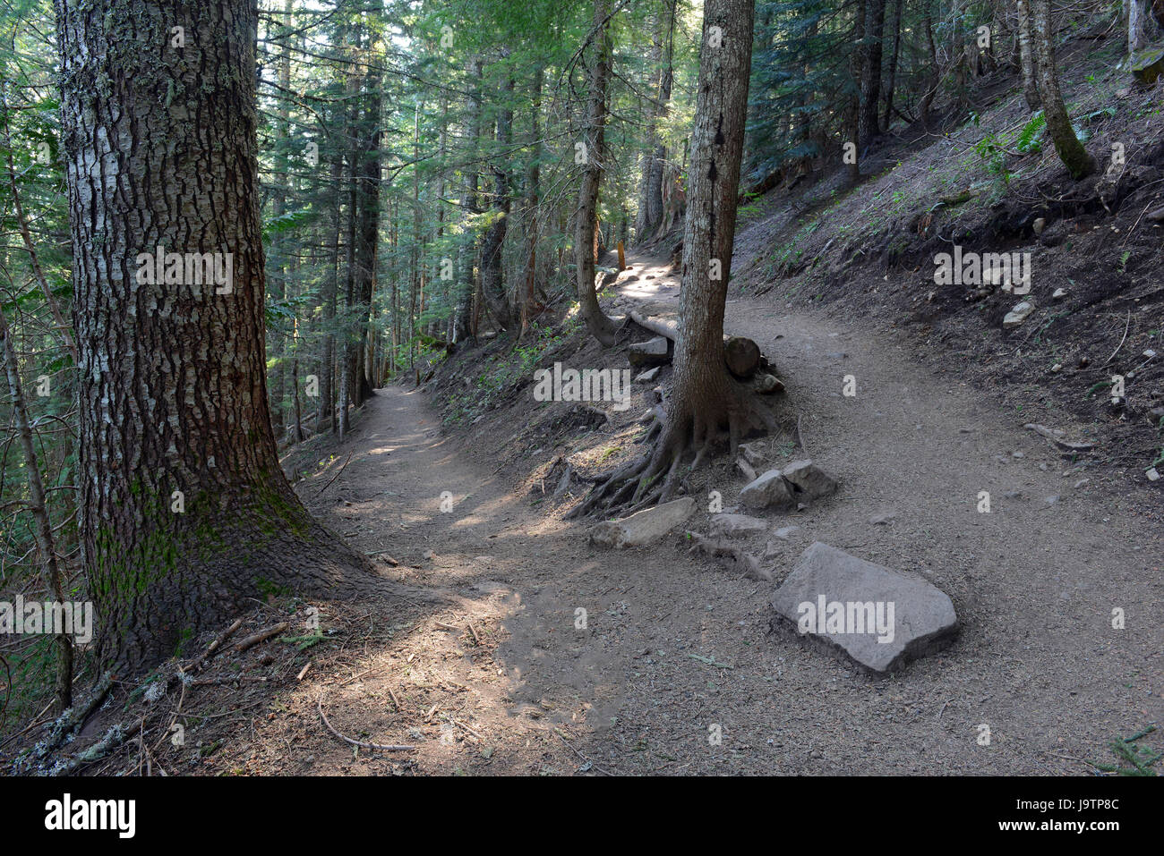 Hiking trail in a coniferous forest, near Portland Oregon Stock Photo ...