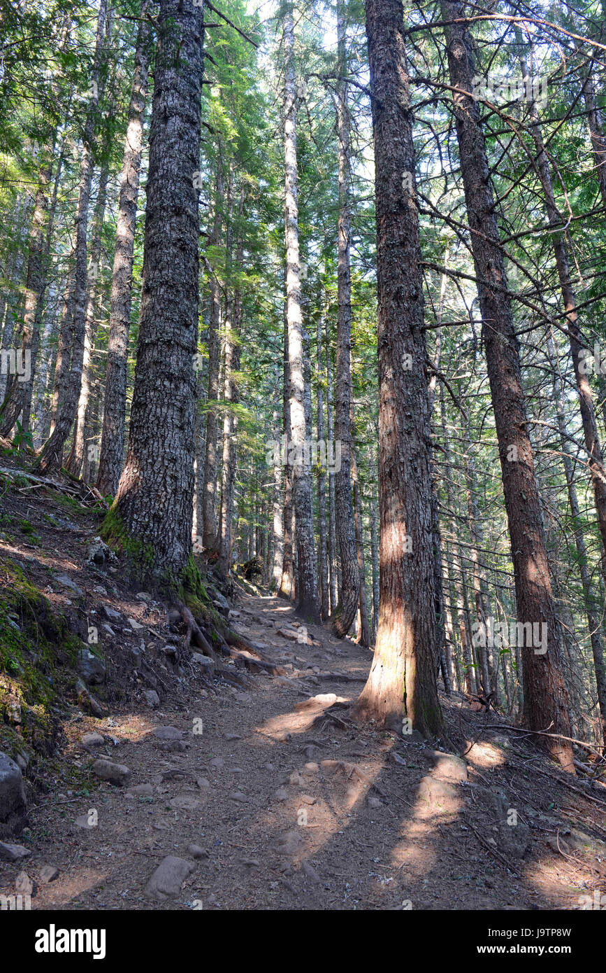 Hiking trail in a coniferous forest, near Portland Oregon Stock Photo ...