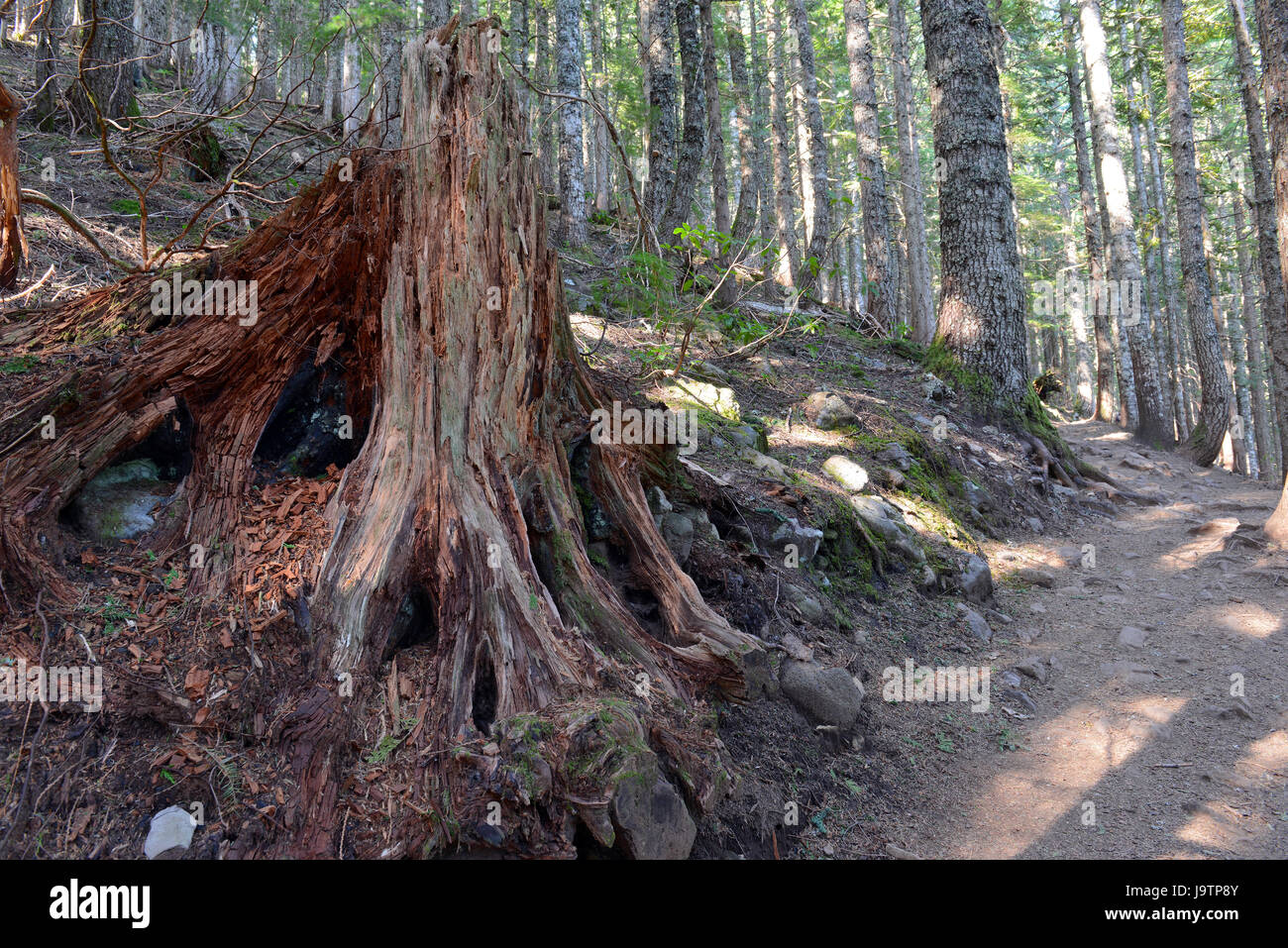 Hiking trail in a coniferous forest, near Portland Oregon Stock Photo ...