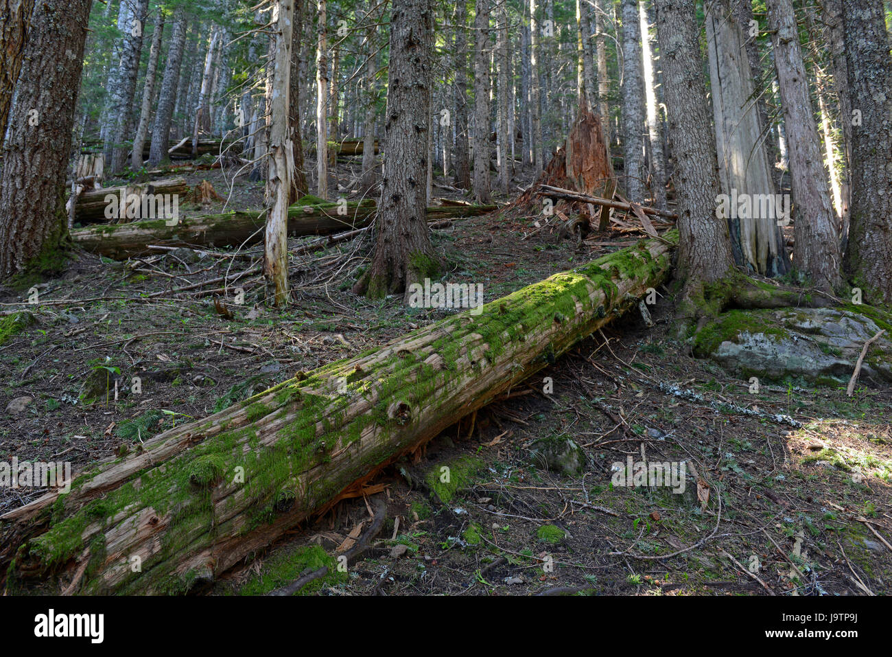 Hiking trail in a coniferous forest, near Portland Oregon Stock Photo ...
