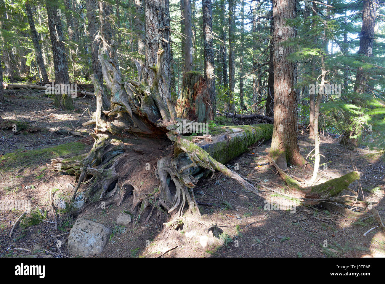 Hiking trail in a coniferous forest, near Portland Oregon Stock Photo ...
