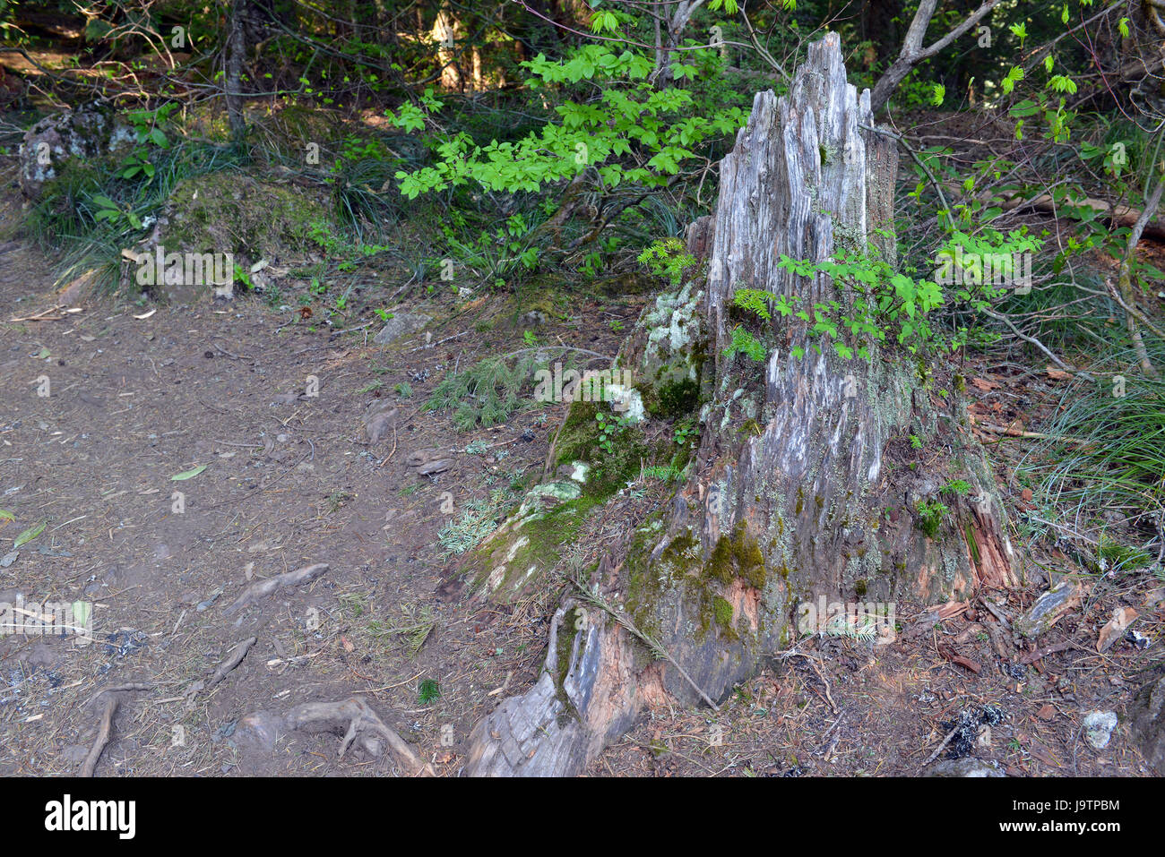 Hiking trail in a coniferous forest, near Portland Oregon Stock Photo ...