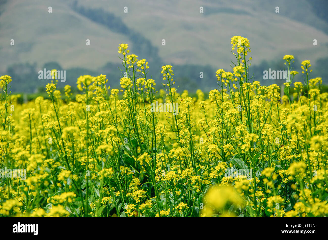 Rape flowers closeup in spring Stock Photo - Alamy