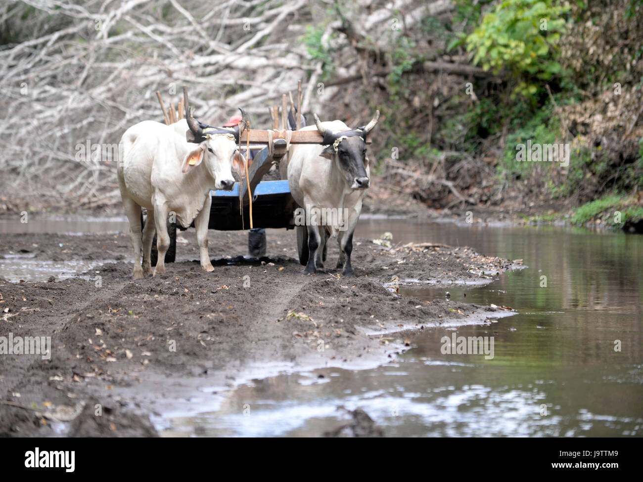 Two oxen pull a cart through a river basin near Brito, Nicaragua the ...