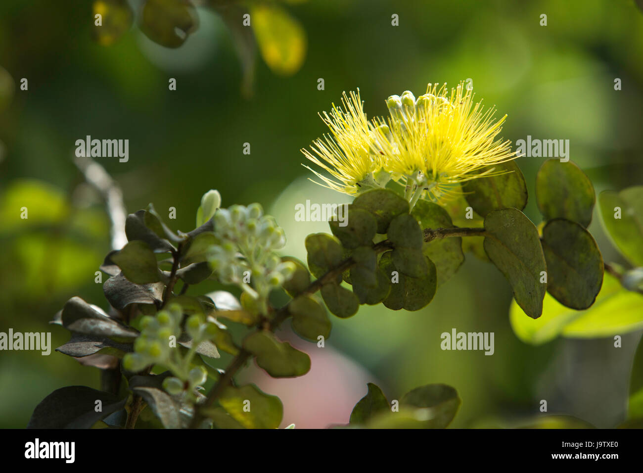 Ohia tree hi-res stock photography and images - Alamy