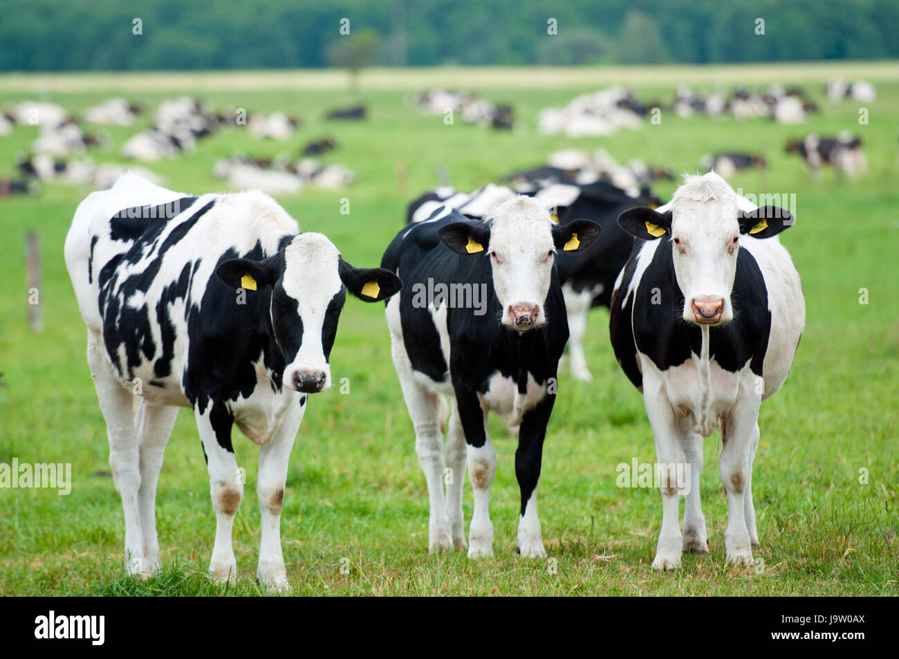 animal, black, swarthy, jetblack, deep black, cow, farm, cattle, farm ...