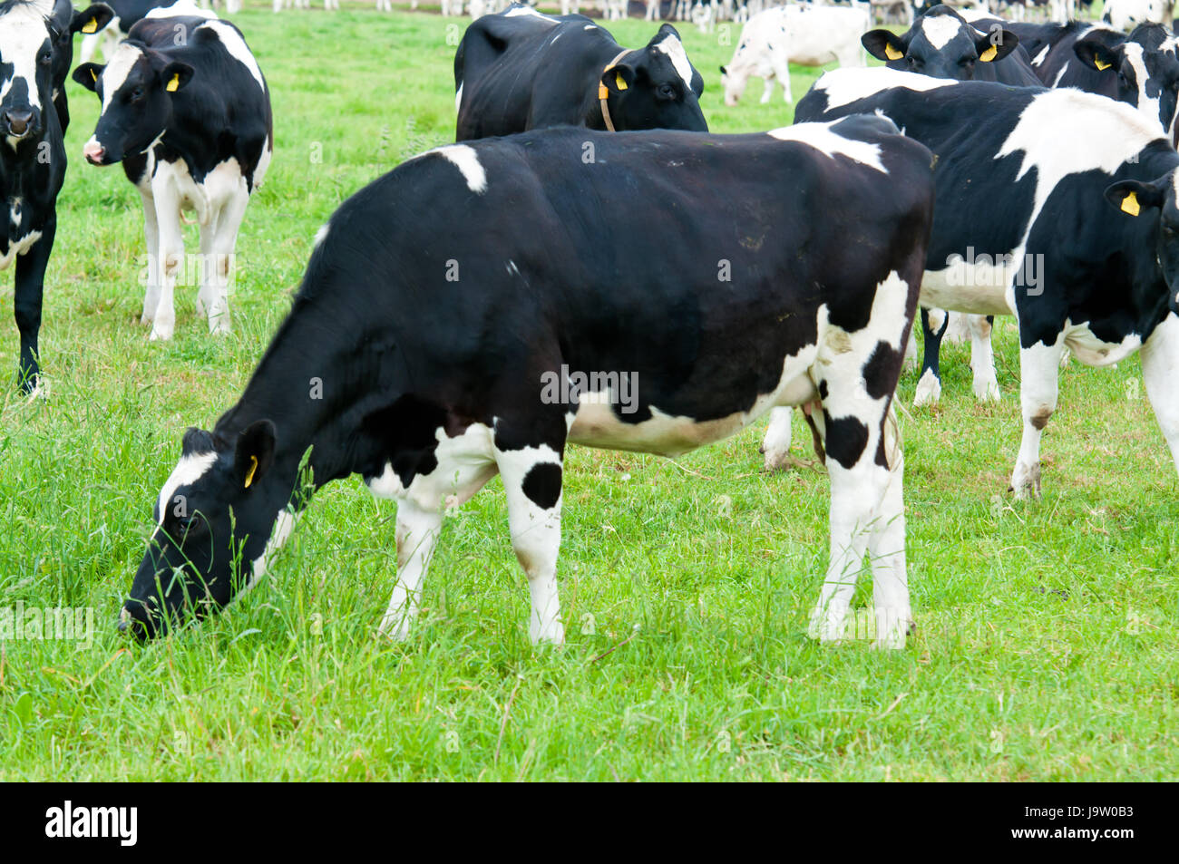 animal, black, swarthy, jetblack, deep black, cow, farm, cattle, farm ...