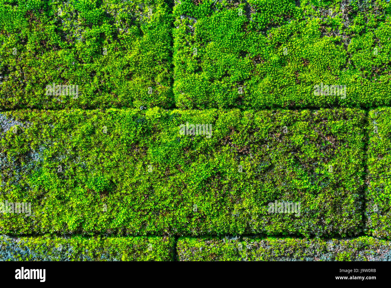 Moss over the brick wall of rural house in Thailand Stock Photo - Alamy