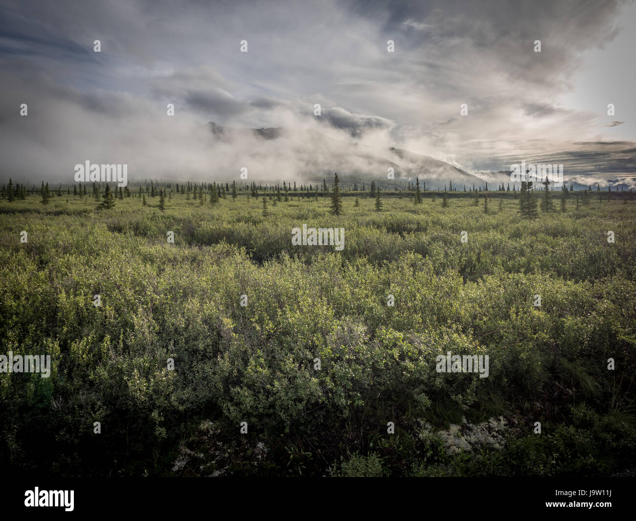 View of sunrise over Denali National Park from park road in August with ...