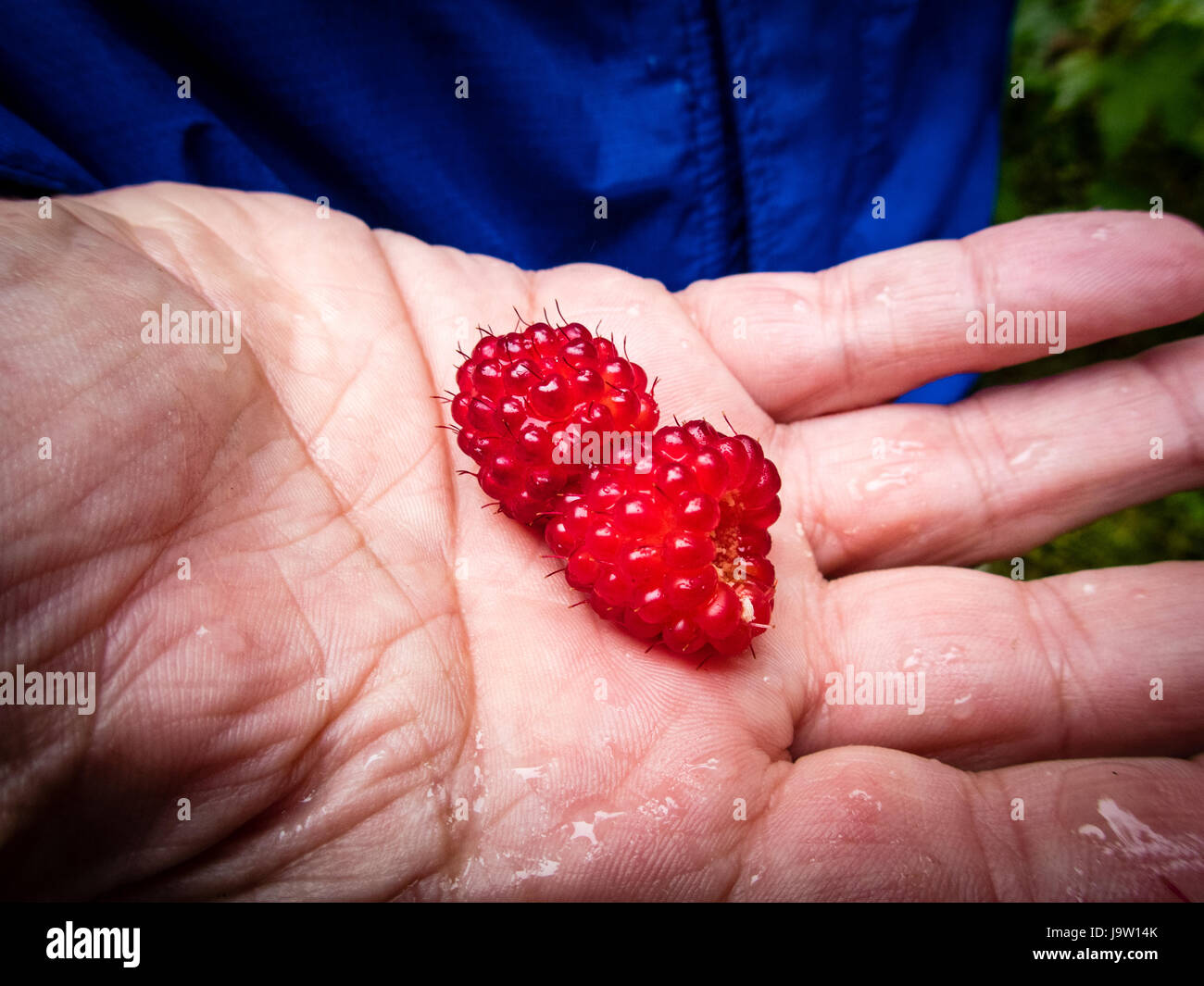 Berry Picking Alaska High Resolution Stock Photography and Images - Alamy