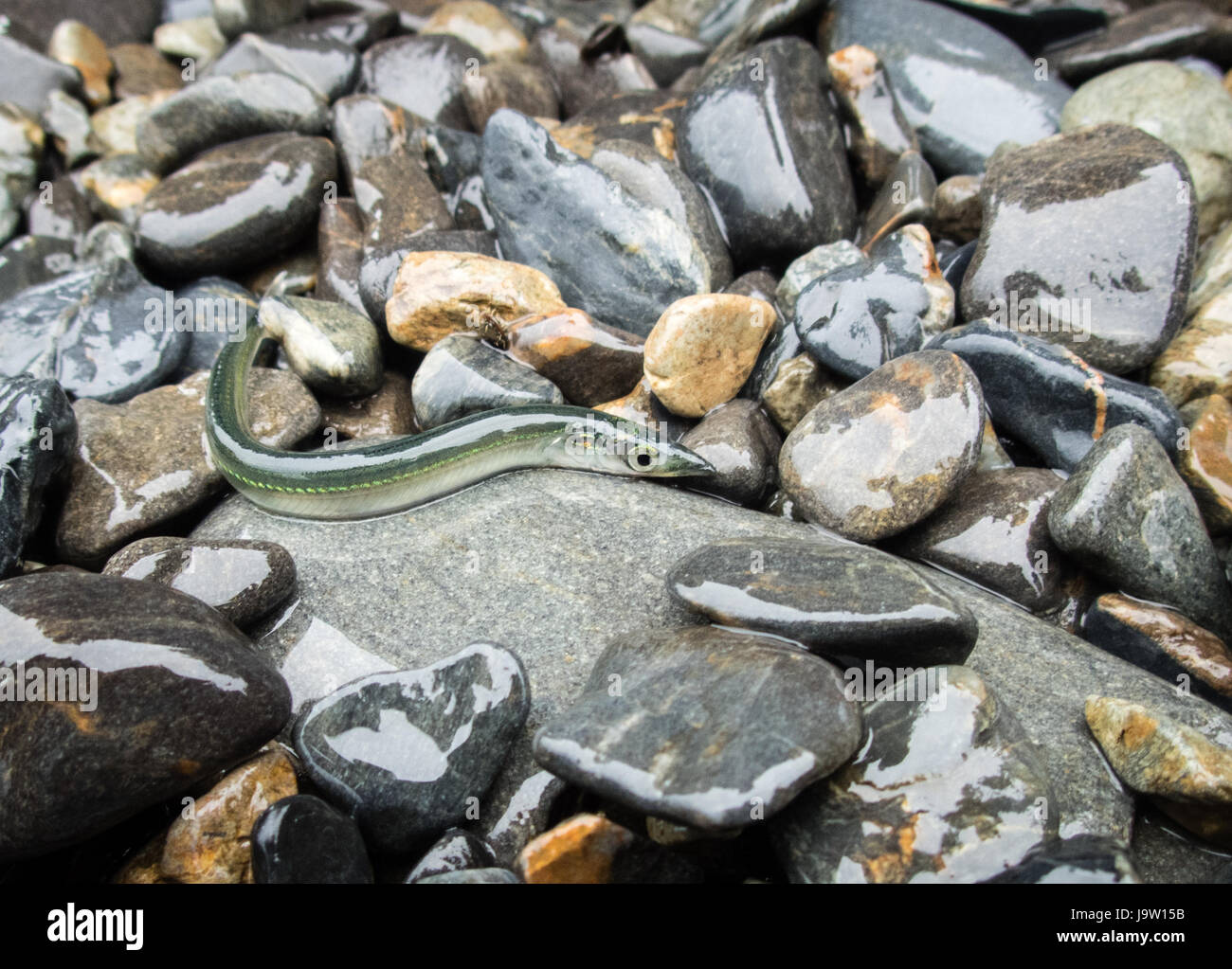 Sand lance fish hi-res stock photography and images - Alamy