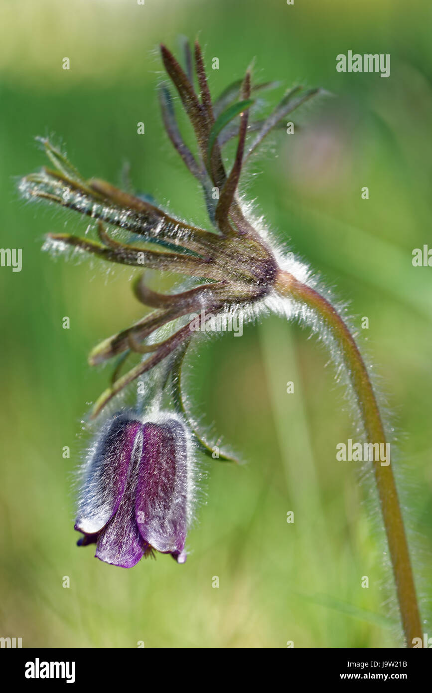 Pulsatilla pratensis (small pasque flower) is a species of the genus ...
