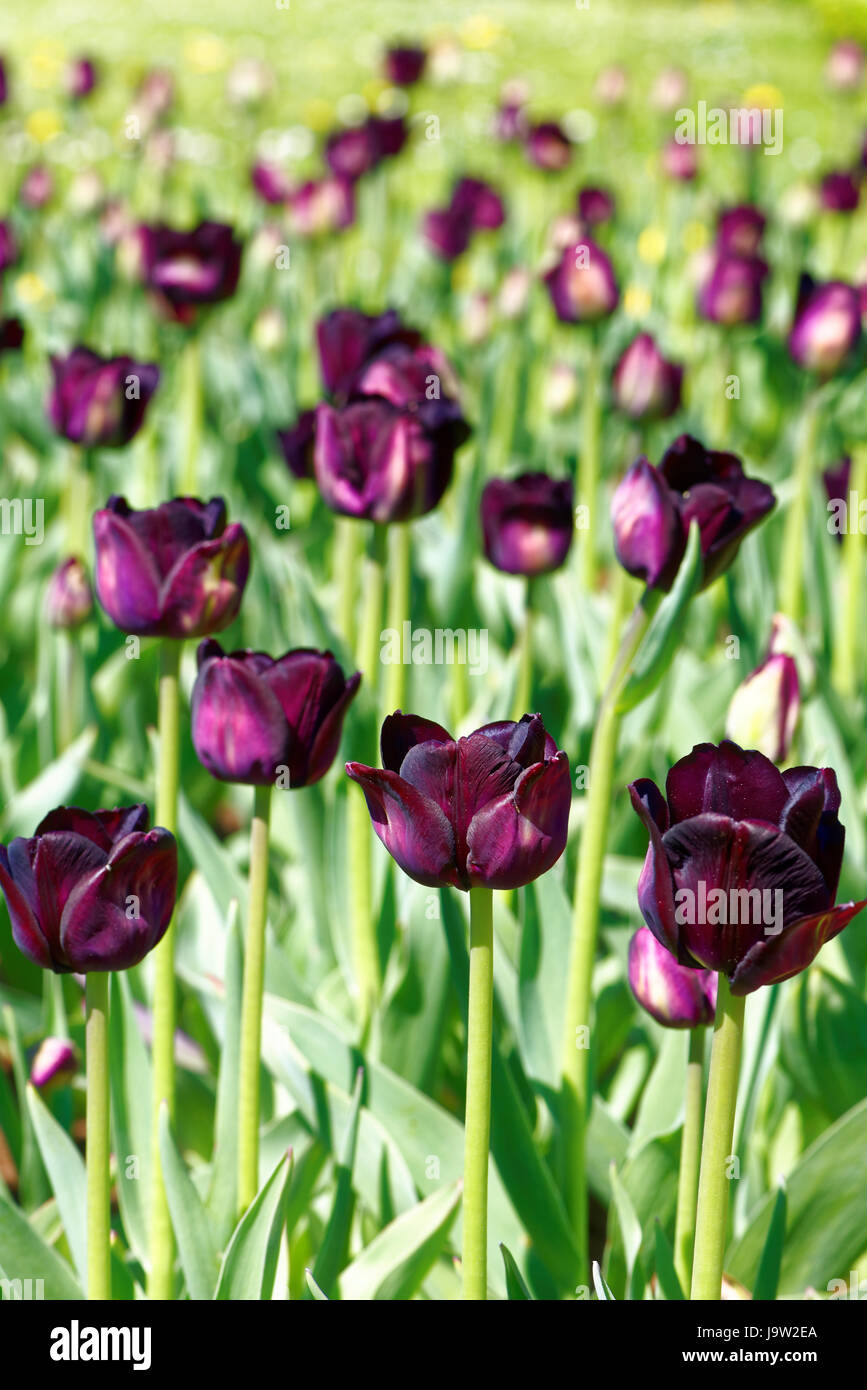 Tulip "Paul Scherer Stock Photo - Alamy