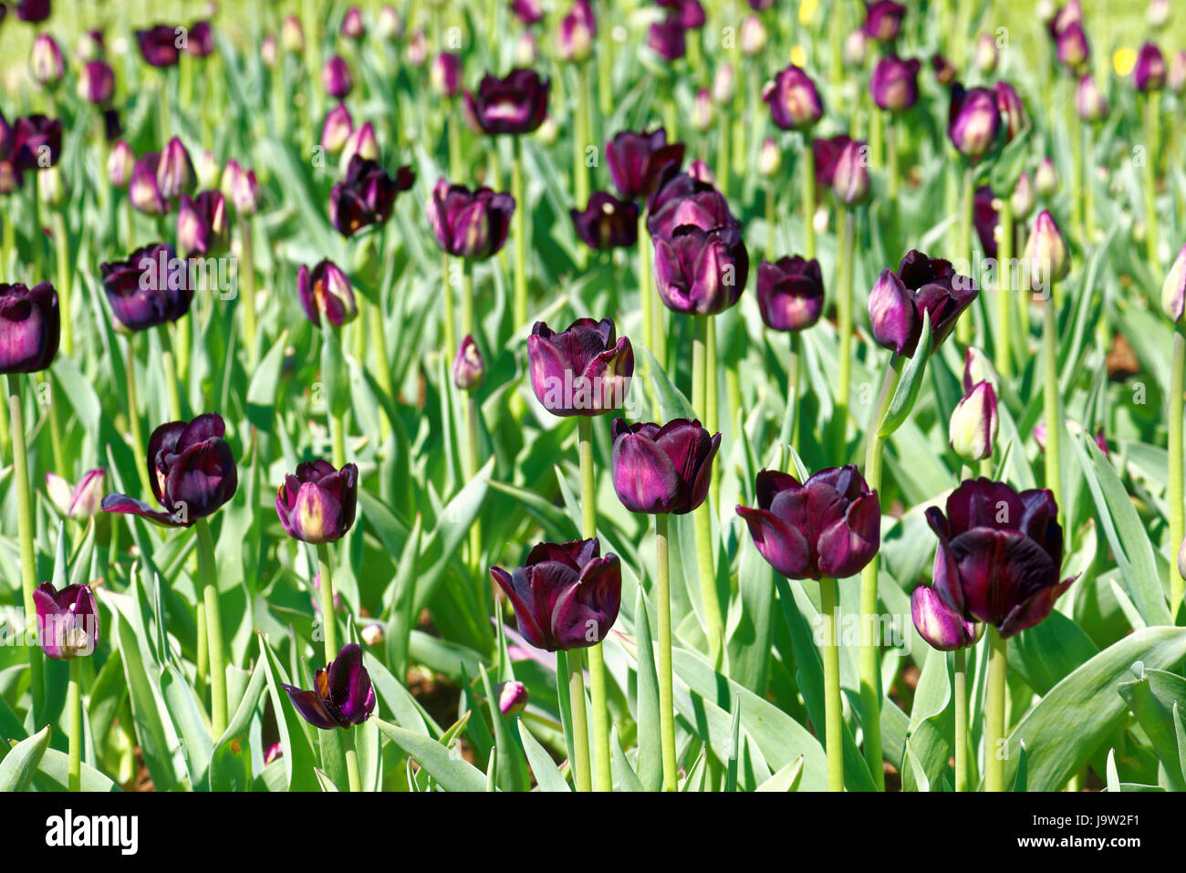 Tulip "Paul Scherer Stock Photo - Alamy