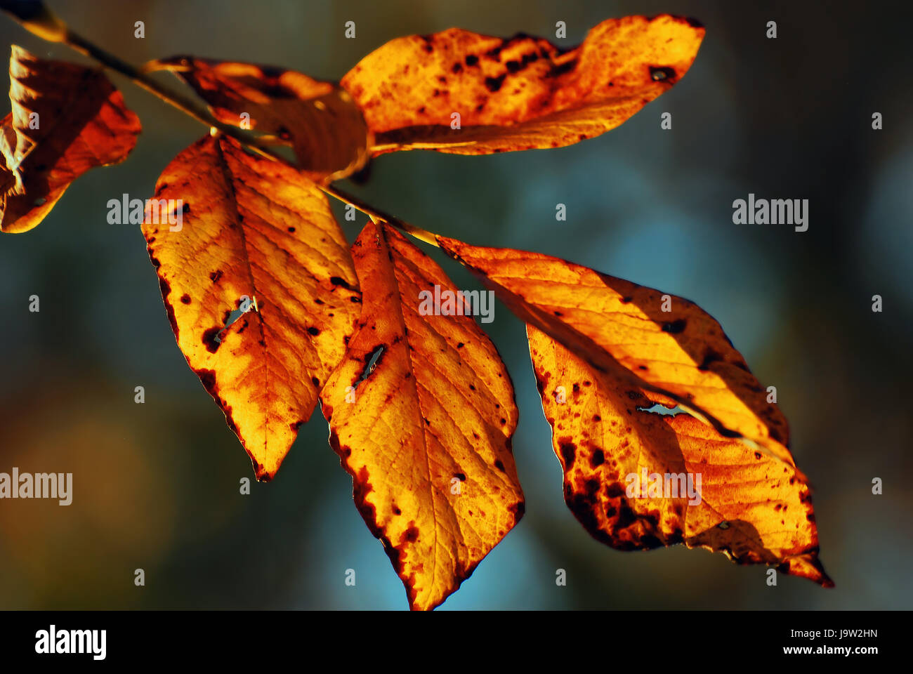 Colorful fall leaves Stock Photo - Alamy