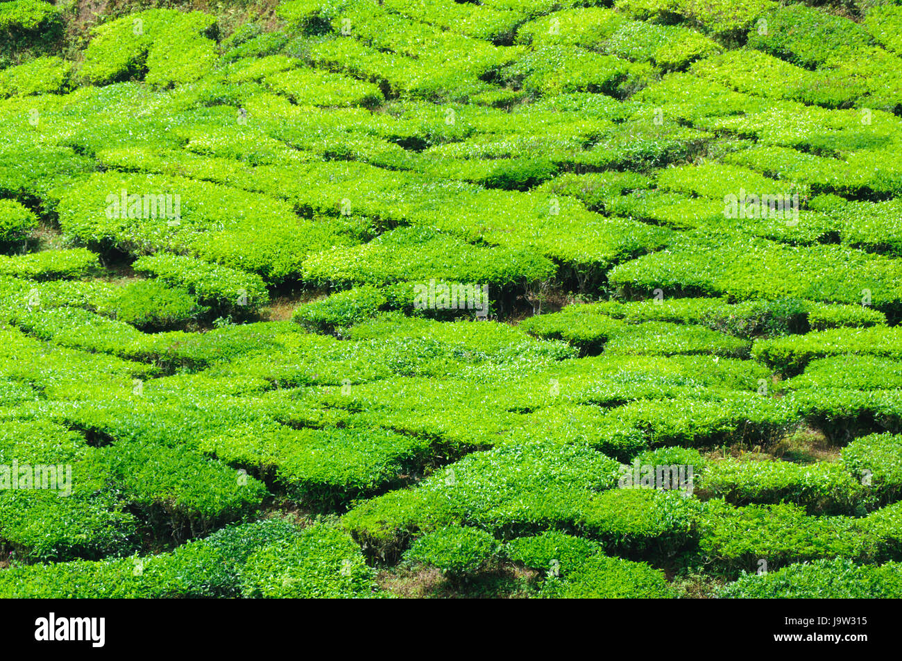 tea, tea-plantation, tealeaf, plant, leaf, asia, agriculture, farming ...
