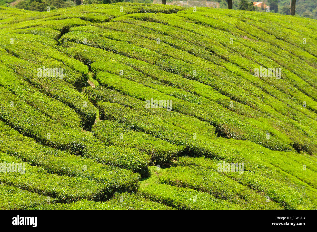 tea, tea-plantation, tealeaf, plant, leaf, asia, agriculture, farming ...