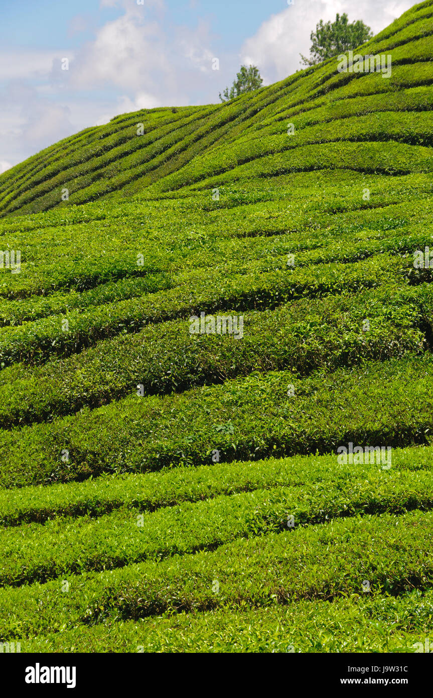 tea plantation,camellia sinensis Stock Photo - Alamy