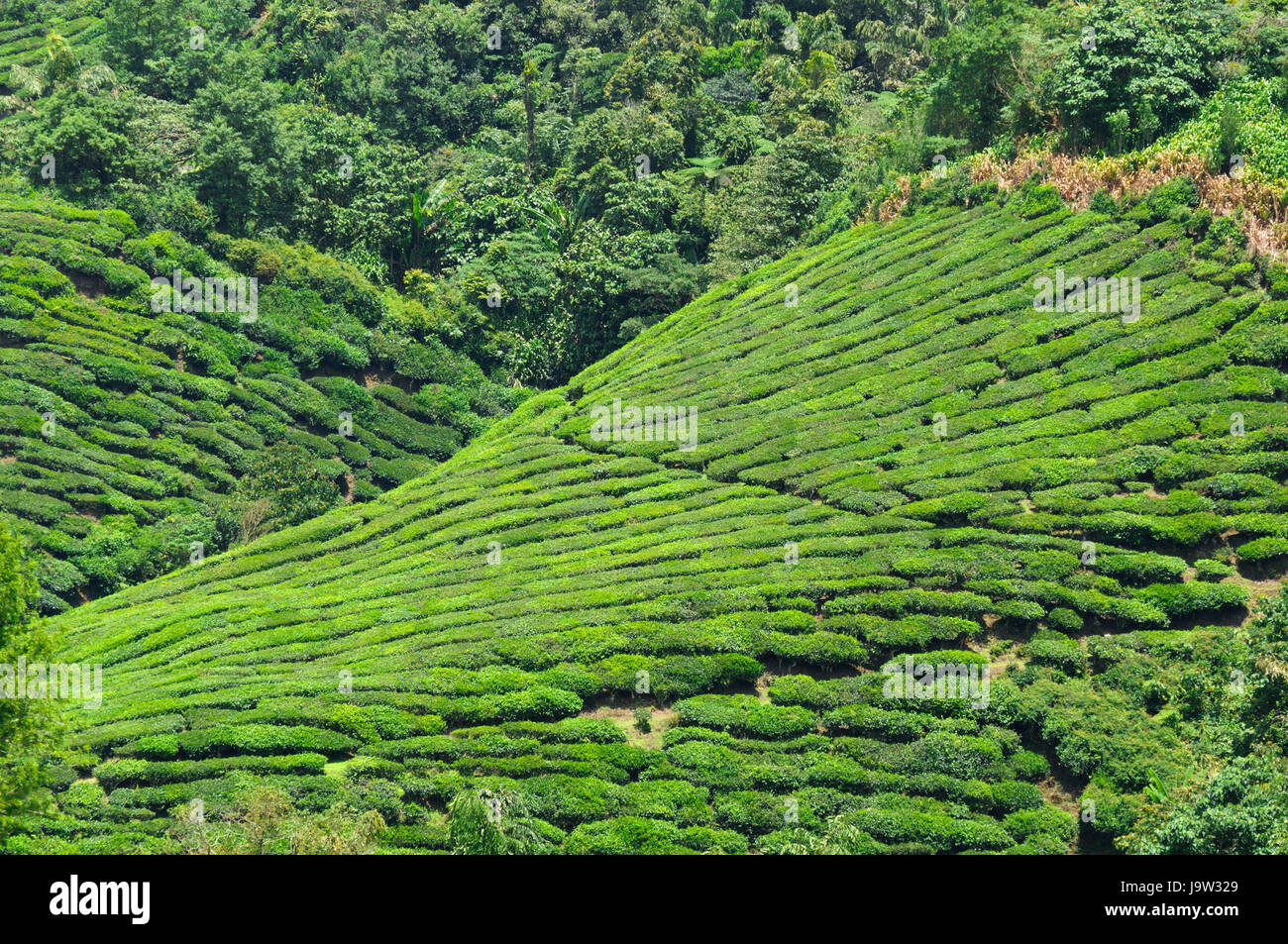 tea, tea-plantation, tealeaf, plant, leaf, asia, agriculture, farming ...