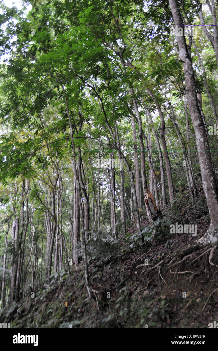 Bilar forest hi-res stock photography and images - Alamy