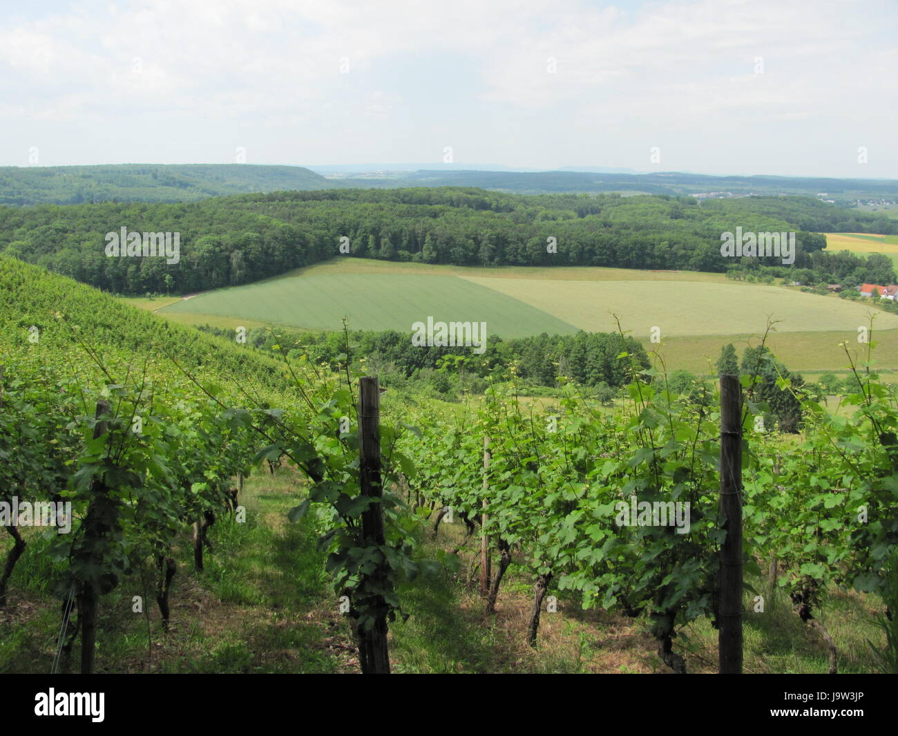 environment, enviroment, horn, vineyards, vineyard, scenery ...