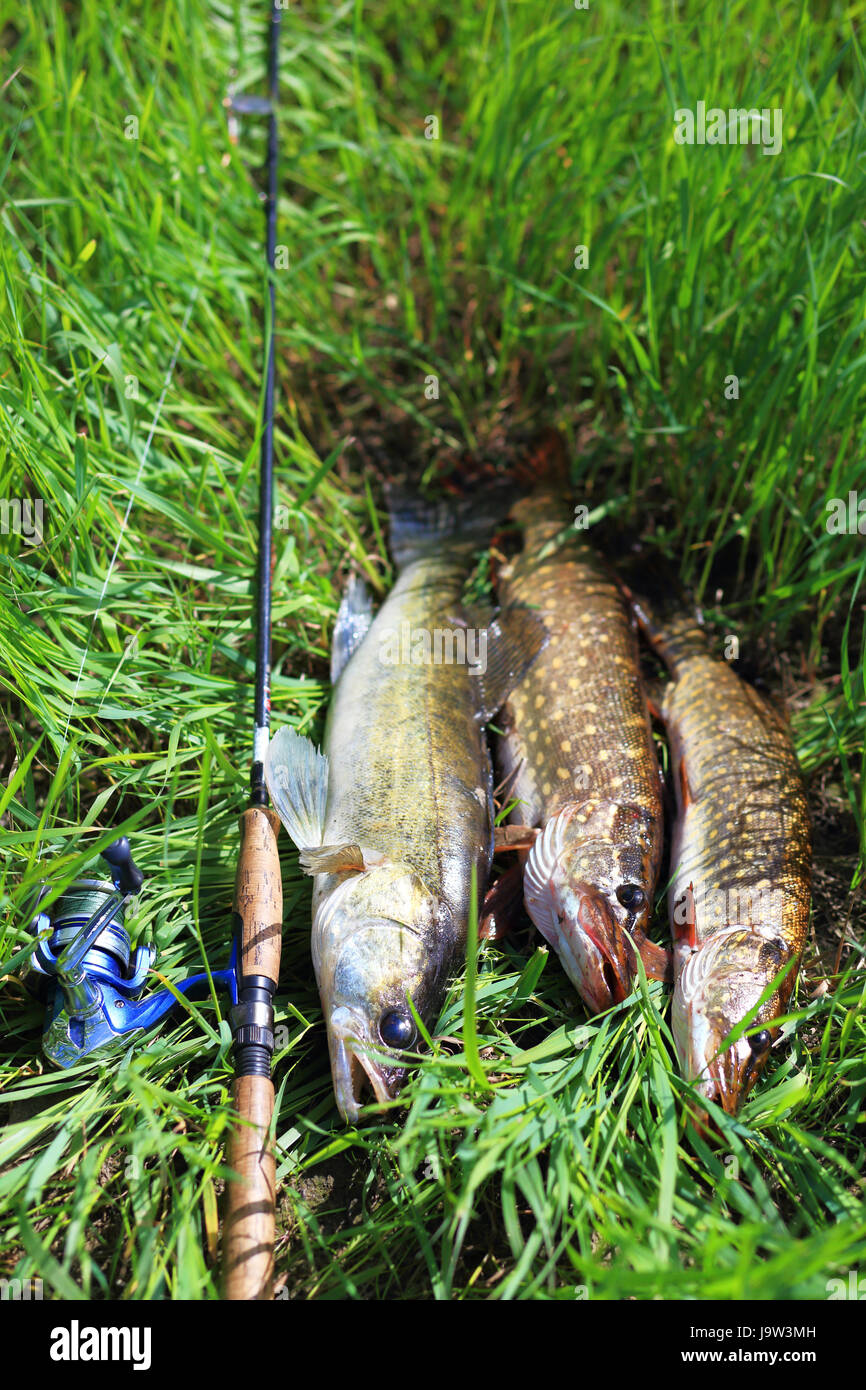 Fishing backdrop. Zander and pike from above. Vibrant fishing ...
