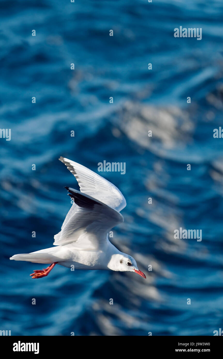 bird, waves, salt water, sea, ocean, water, fly, flies, flys, flying ...