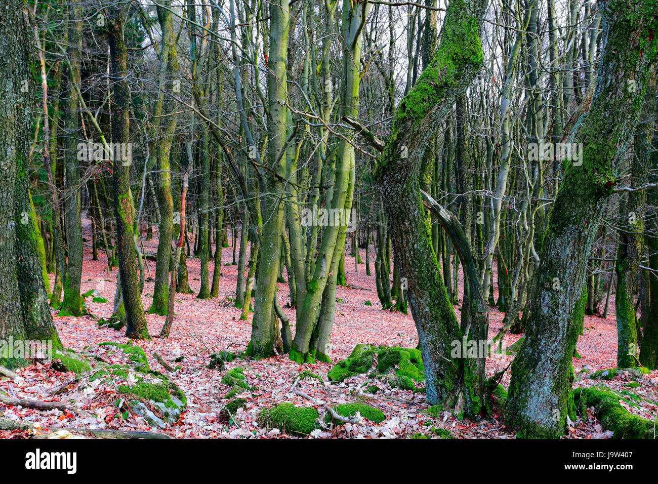 deciduous tree, branch, leafless, beech tree, bark, forest, tree ...