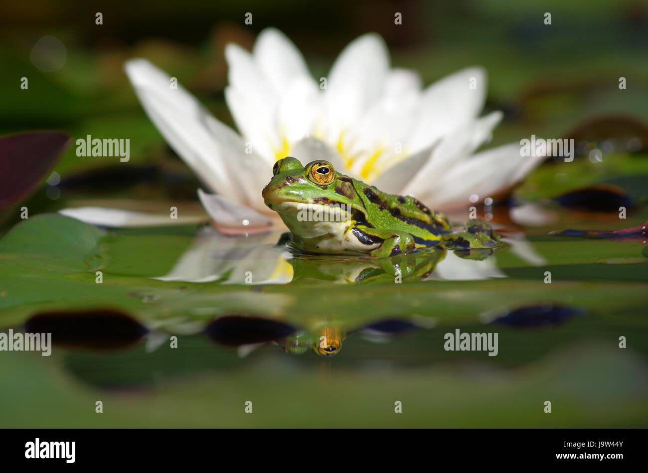 frog, reflection, water lily, page, sheet, green, romantic, switzerland ...