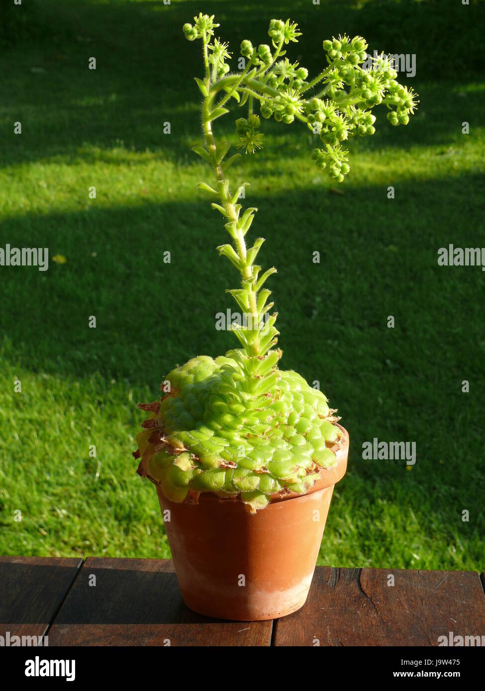 green, backdrop, background, shine, shines, bright, lucent, light ...