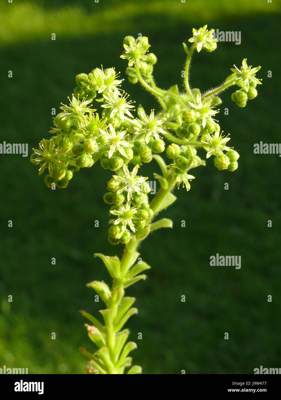 green, backdrop, background, shine, shines, bright, lucent, light ...