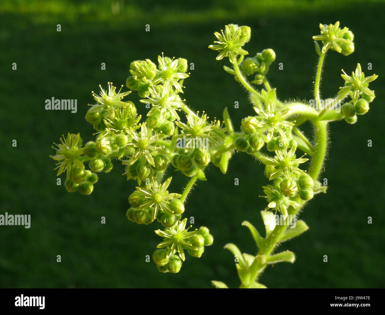 green, backdrop, background, shine, shines, bright, lucent, light ...