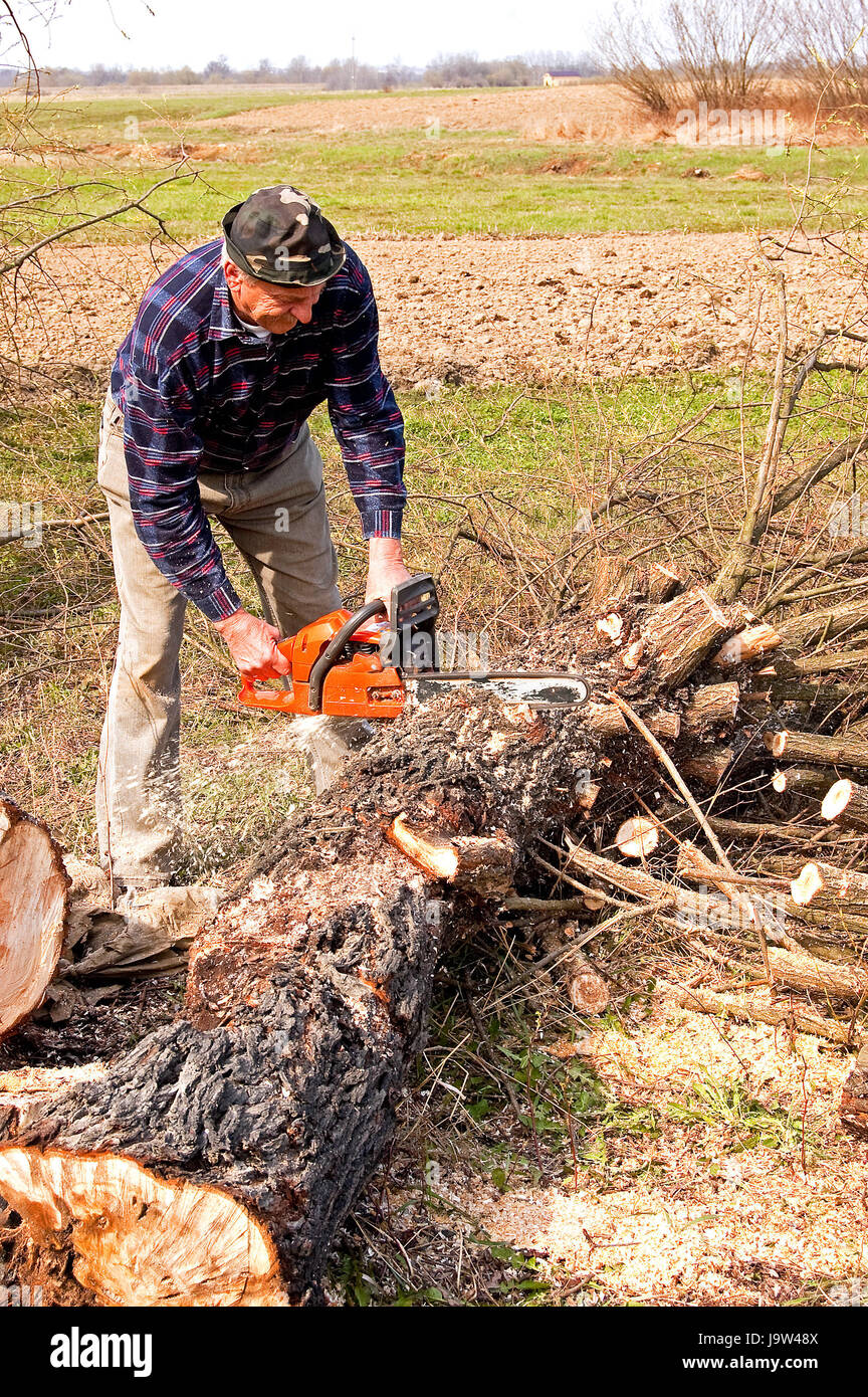 tree, trees, wood, broken, forest, workers, laborer, worker, wageworker ...
